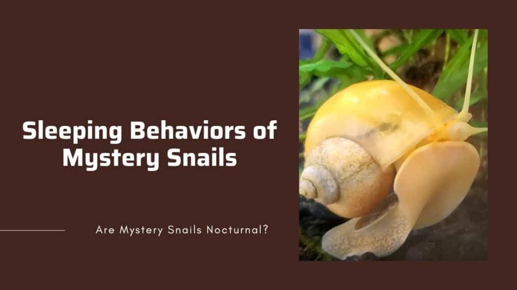 Are Mystery Snails Nocturnal? The Strange Bedtime Habits Of Mystery ...