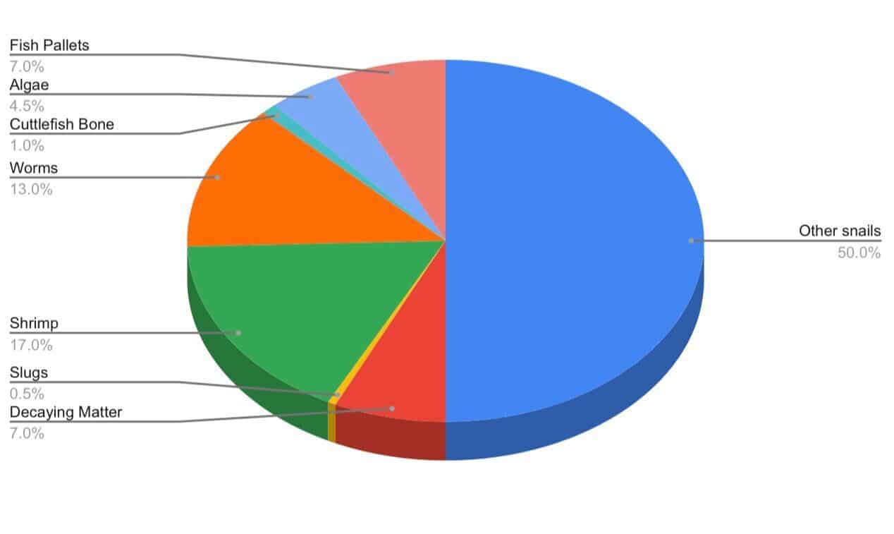 What Do Assassin Snails Eat? The Ultimate Killer Snail Diet For Beginners • Snail Professor