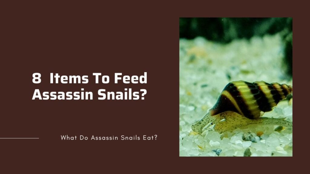 What Do Assassin Snails Eat? The Ultimate Killer Snail Diet For Beginners • Snail Professor