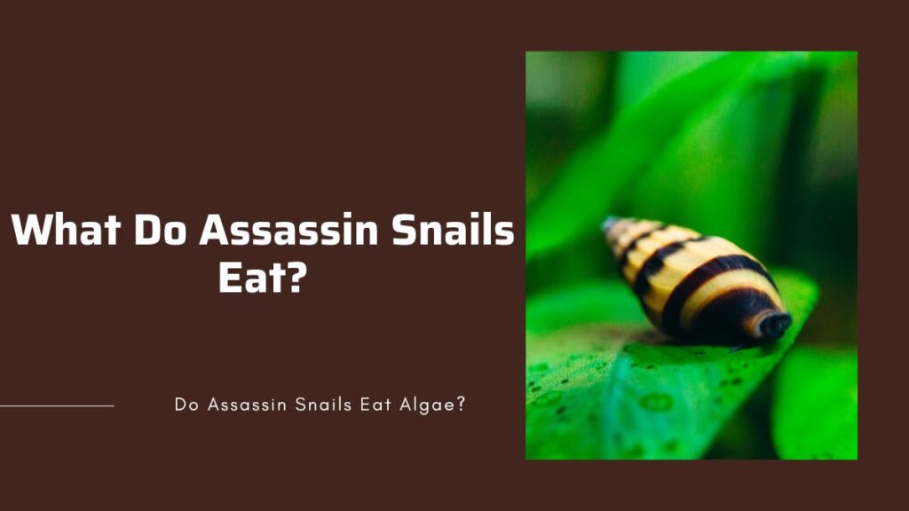 Do Assassin Snails Eat Algae? The Strange Diet Of Killer Snails • Snail ...
