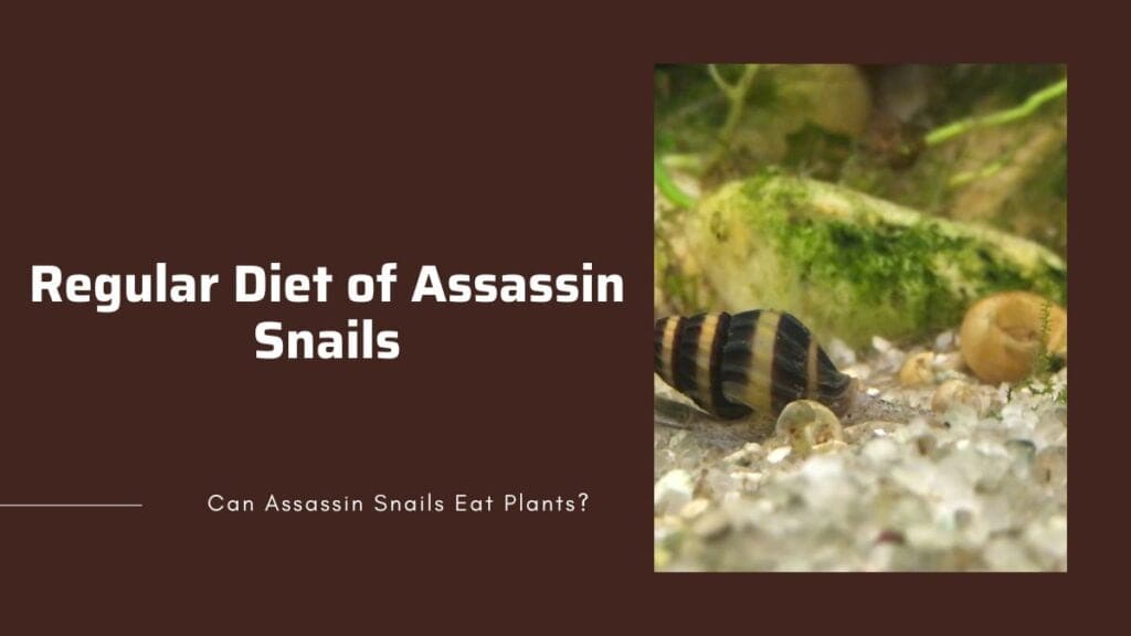 Do Assassin Snails Eat Plants? The Undiluted Truth! • Snail Professor