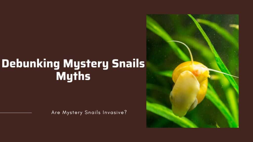 Are Mystery Snails Invasive Species? Much More Serious Concerns ...